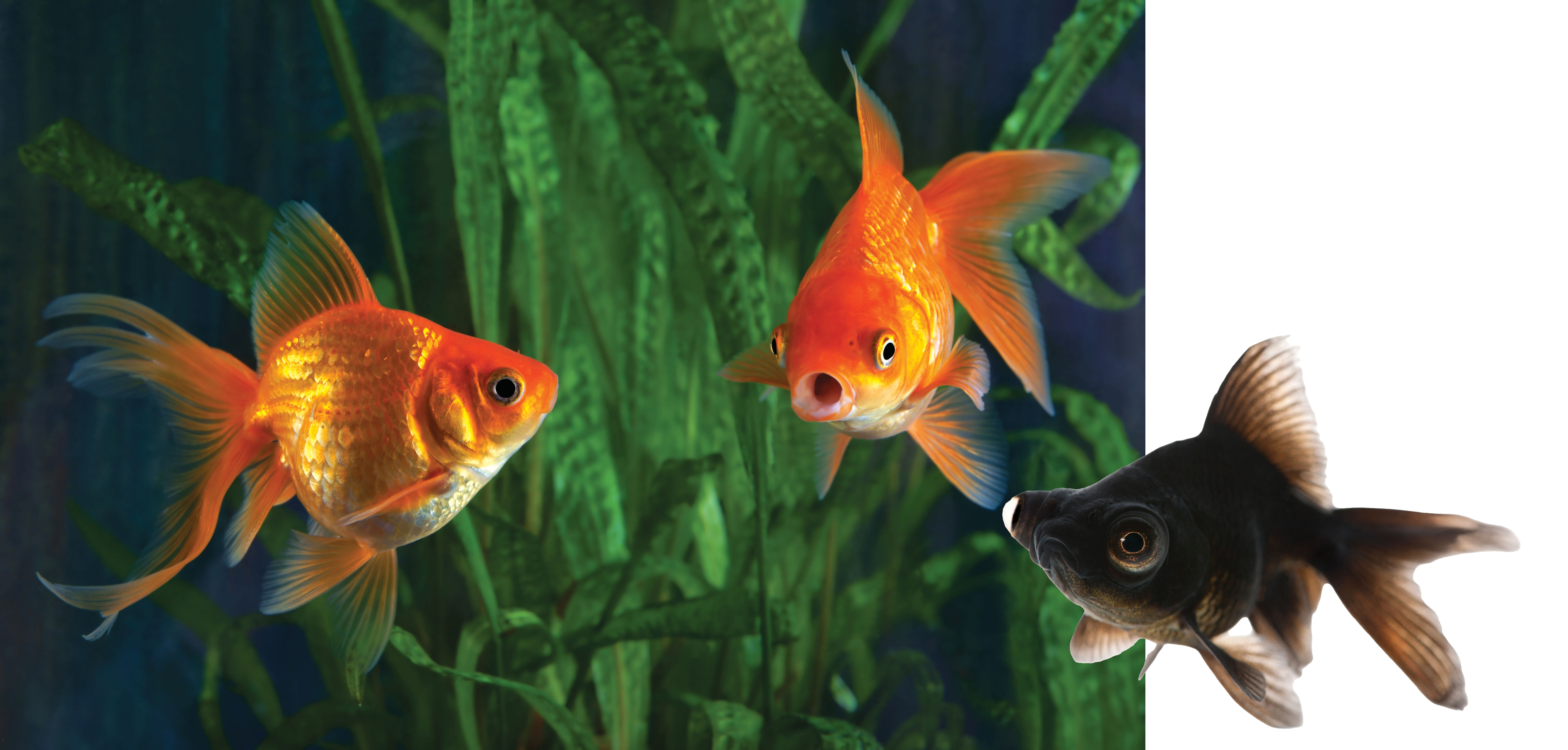 Feng Shui-Friendly Fish - Detail